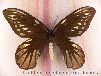 Queen Alexandra's Birdwing, Kupu-Kupu Terbesar di Dunia